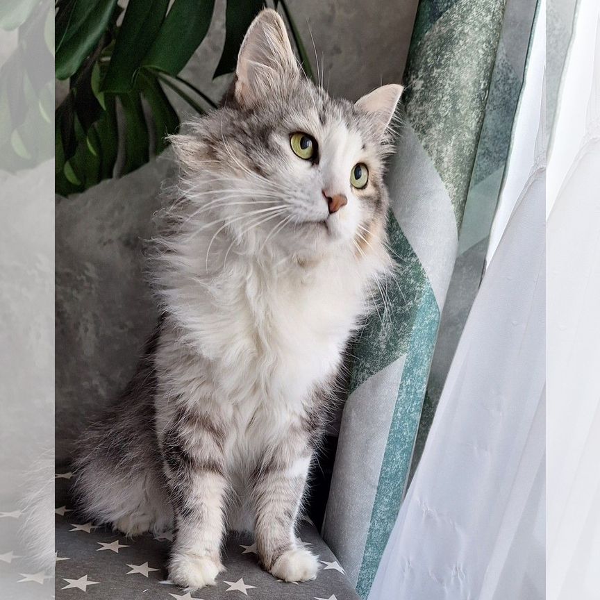 Подарите котику новую семью