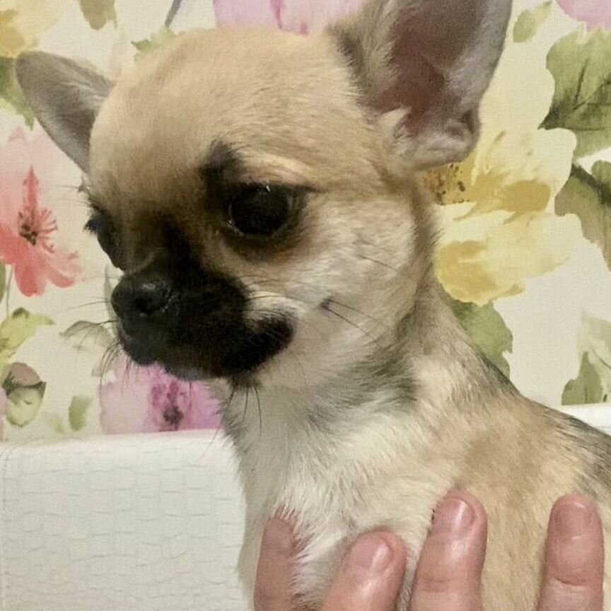 Чихуахуа мальчик