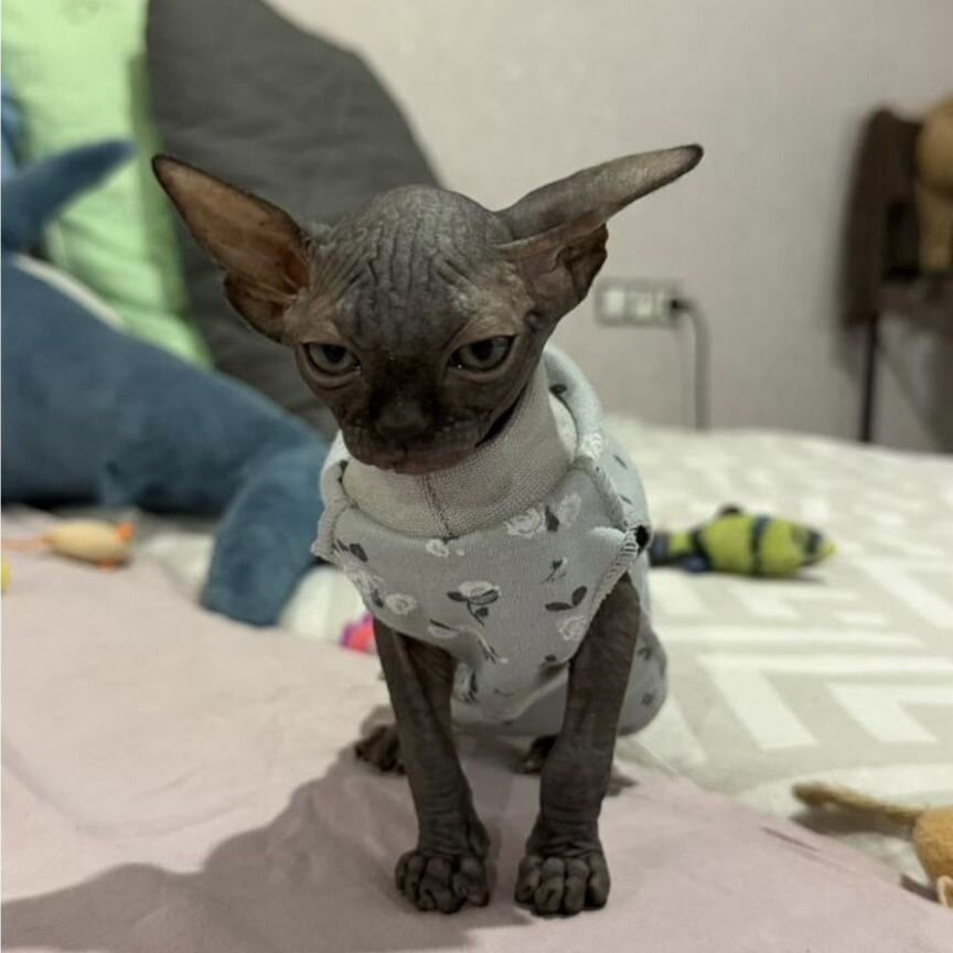 Канадский сфинкс котёнок