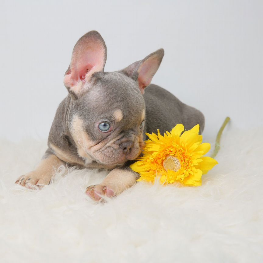 Лиловая девочка породная