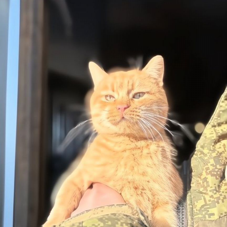 Взрослый кот в добрые руки