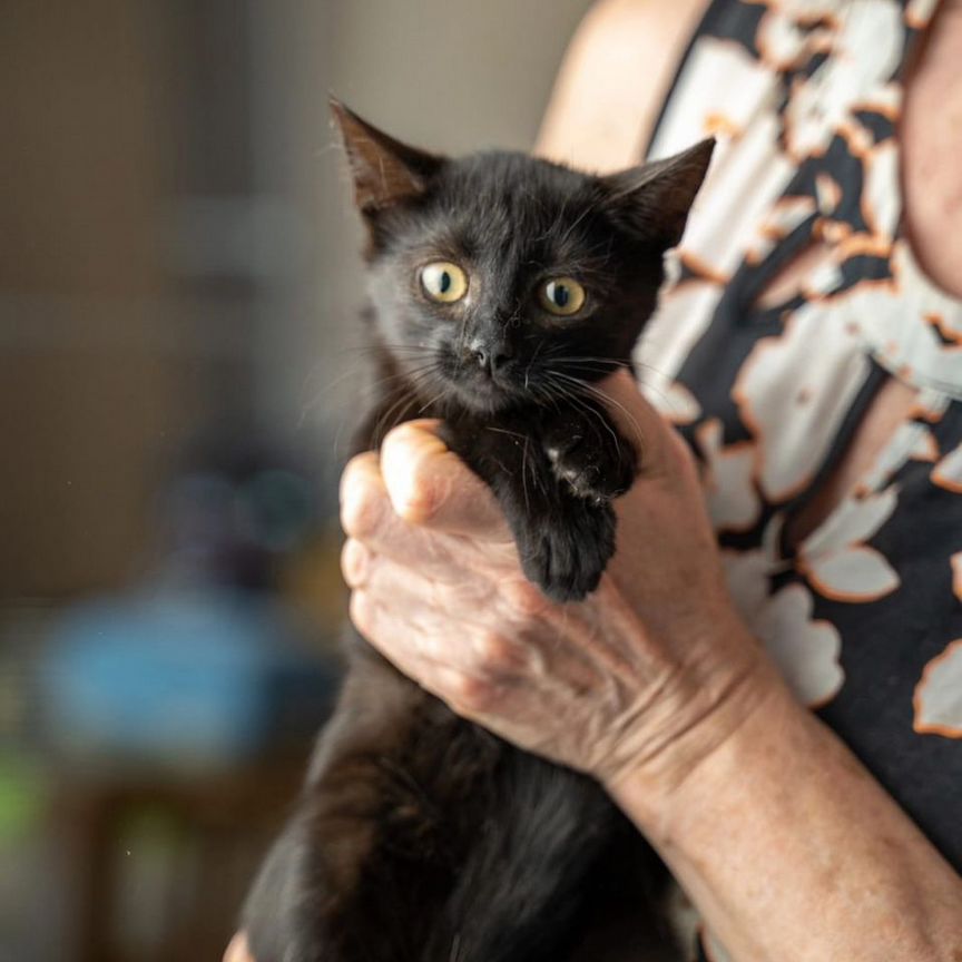 Котенок Бусинка