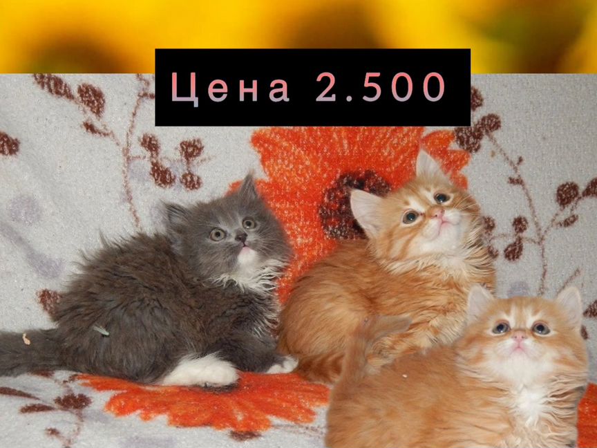 Сибиряки-пушистики