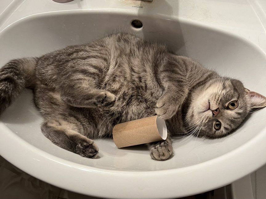 Отдам кота в добрые руки