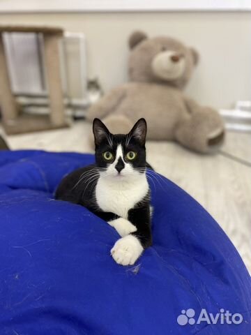 Кошка Кнопка в добрые руки