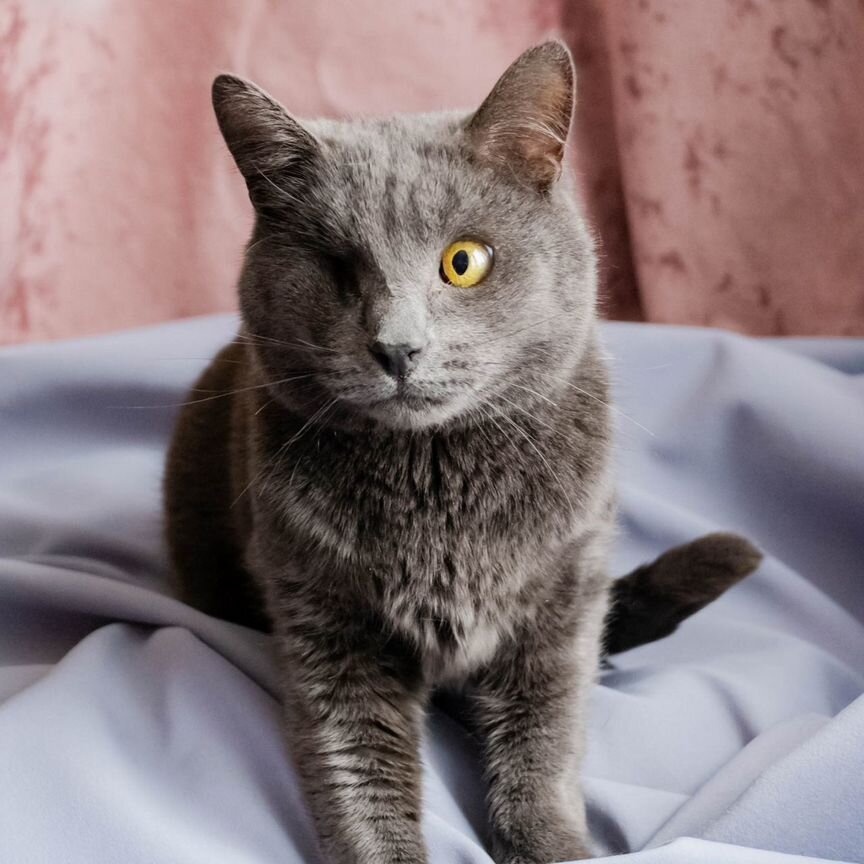 Скромный котик ищет дом