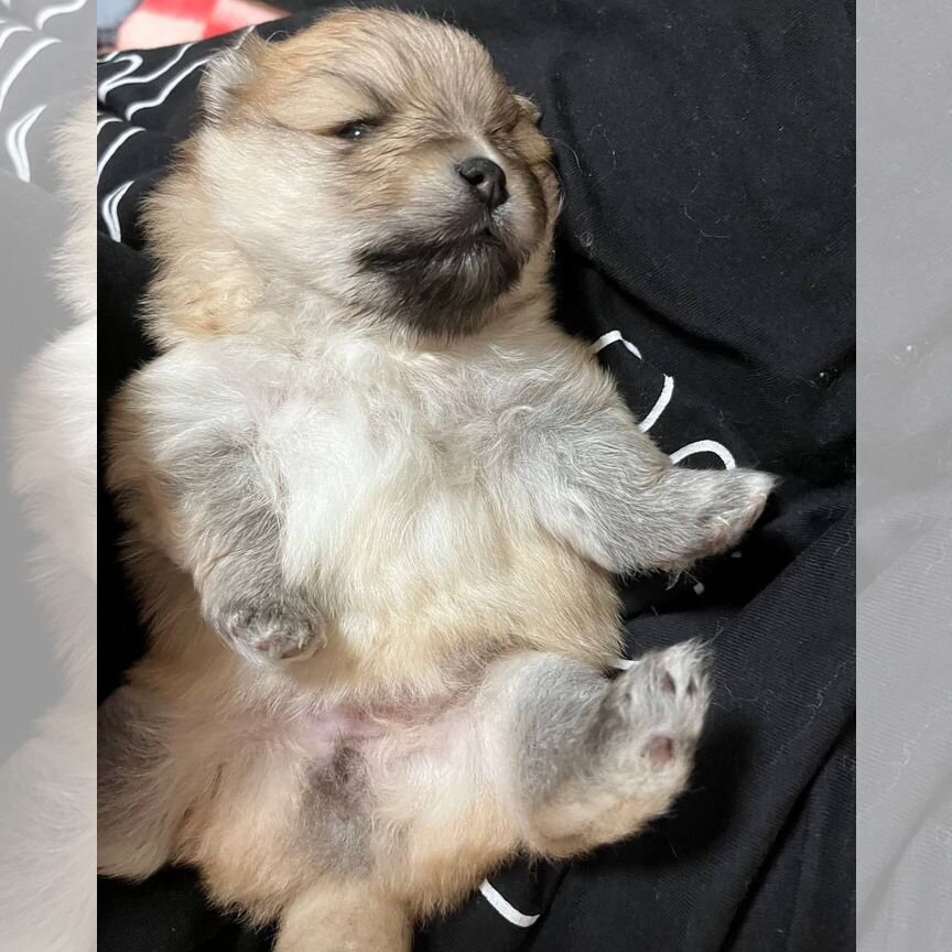 Продается щенок шпица