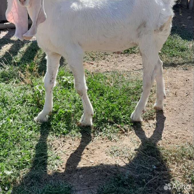 Козлик гулаби/битал