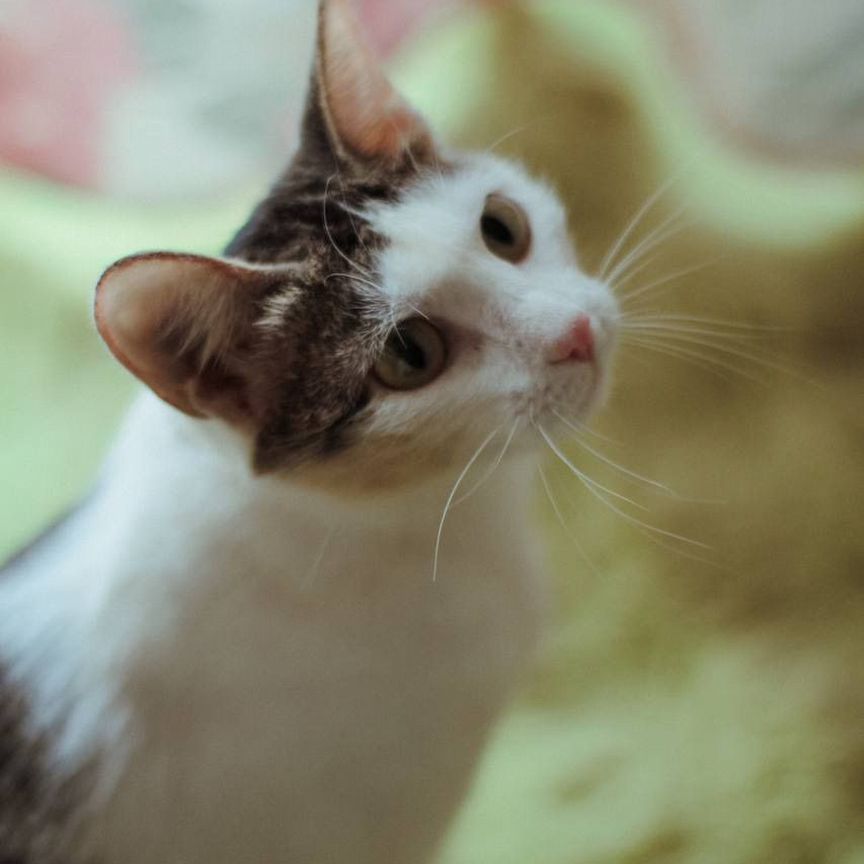 Кошечка Тося