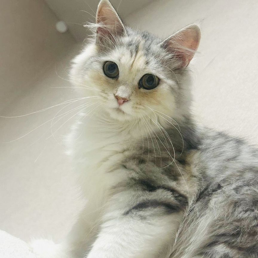 Кошка 7 месяцев