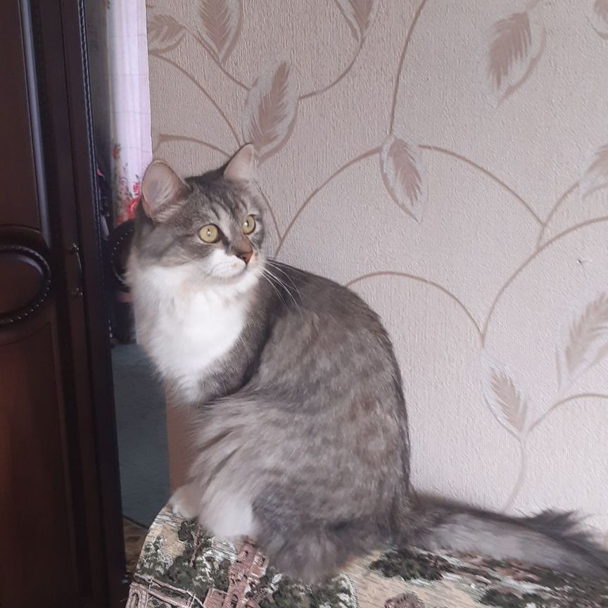 Кошечка в добрые руки