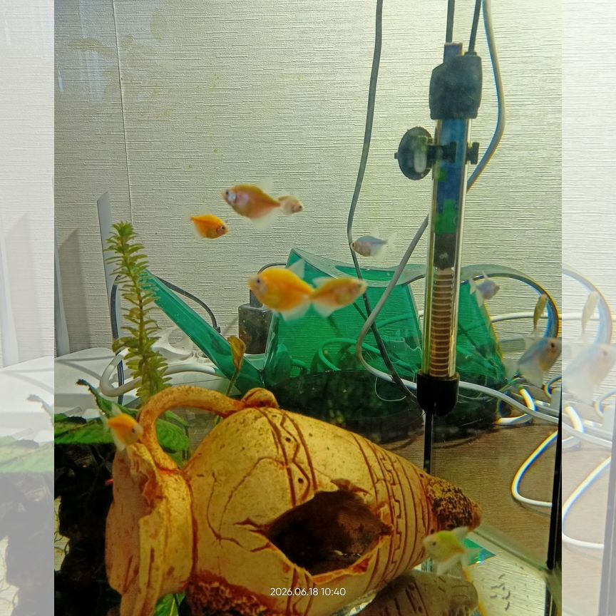 Тернеции glofish