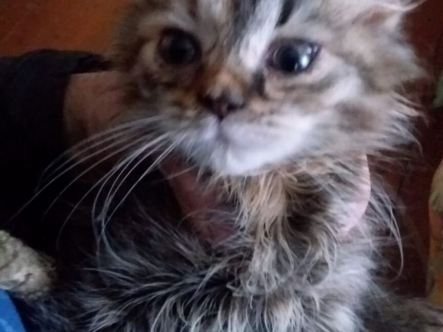 Котята из пакета