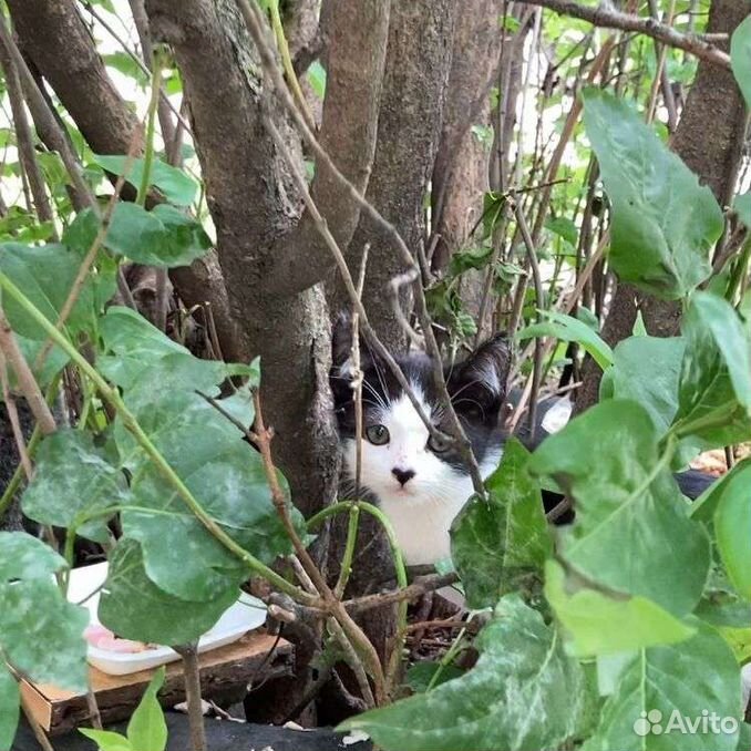 Котенок носик сердечко