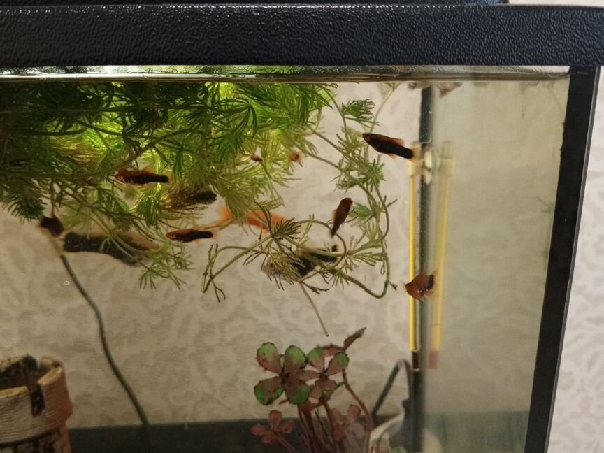 Аквариумные рыбки