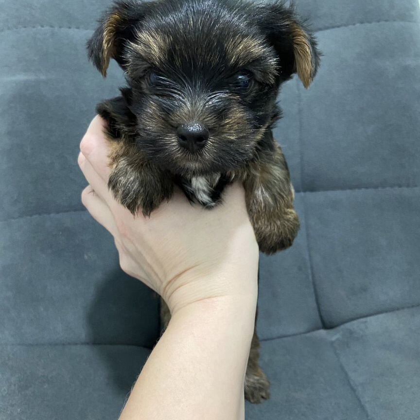 Йоркширский терьер щенки