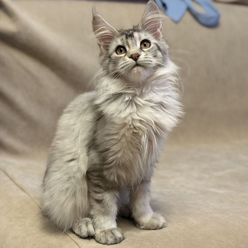 Мейн-кун котёнок