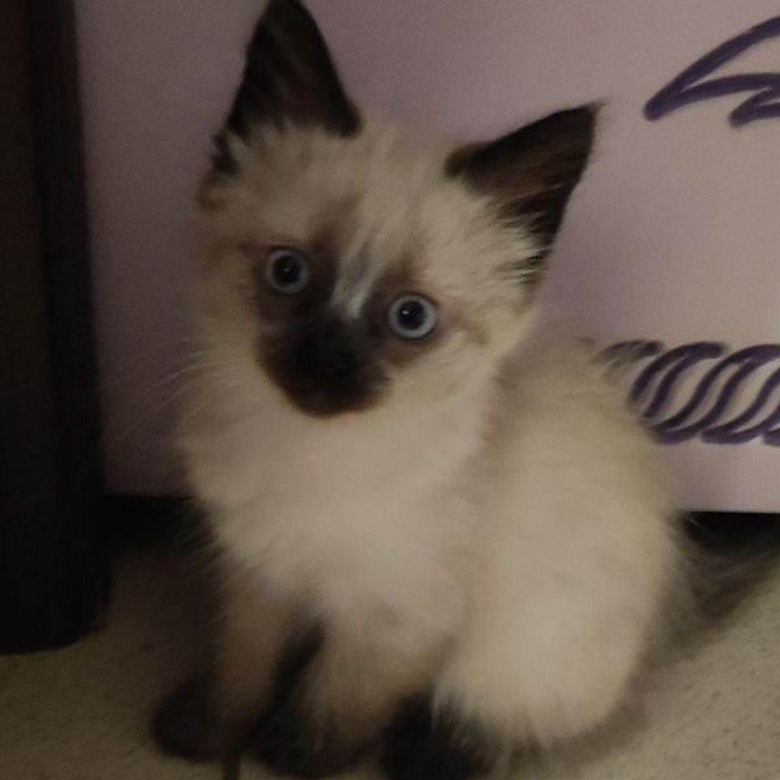 Невский маскарадный котёнок