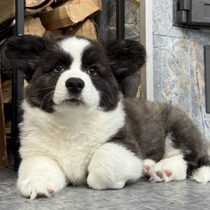 Вельш Корги Кардиган, щенок