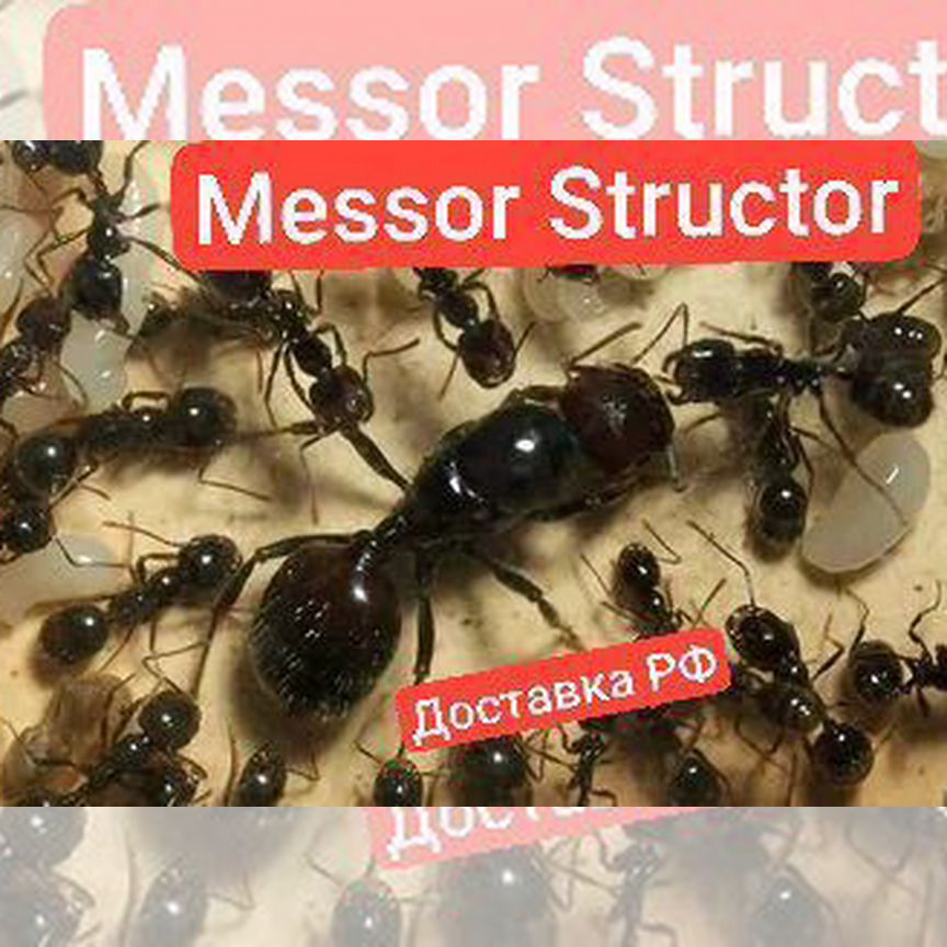Муравьи Жнецы Messor structor
