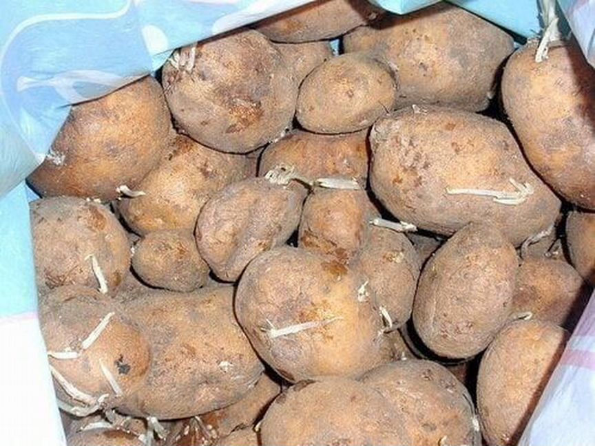 Товары для животных