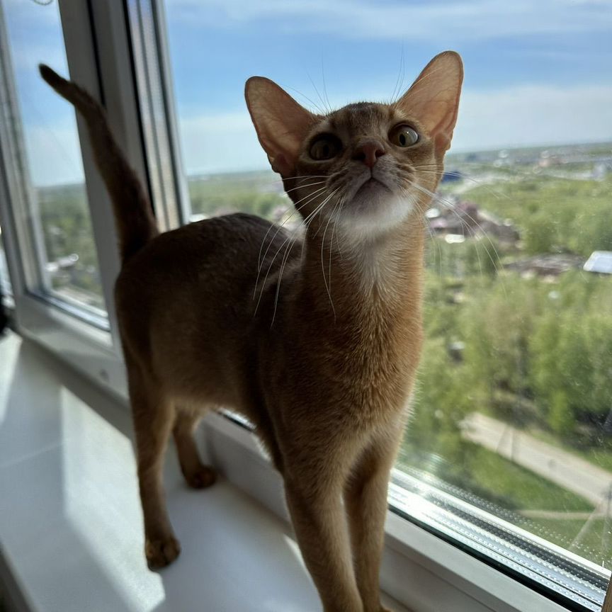 Абиссинская кошка в разведение