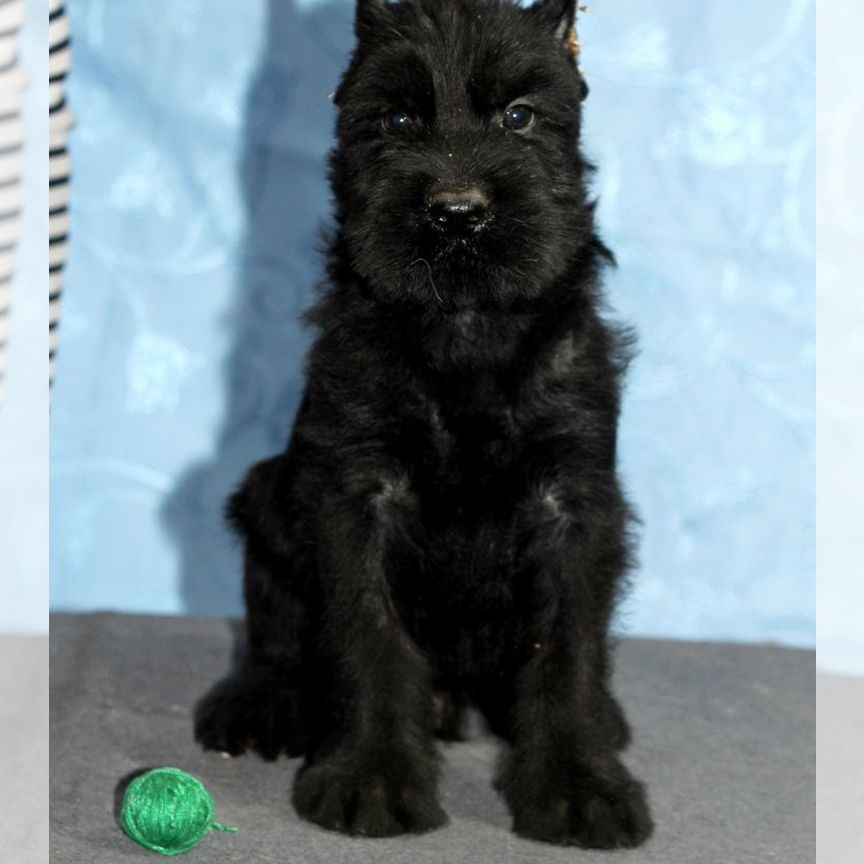 Ризеншнауцер, щенок