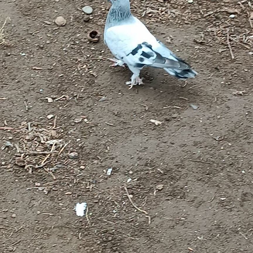 Голуби турецкие такла