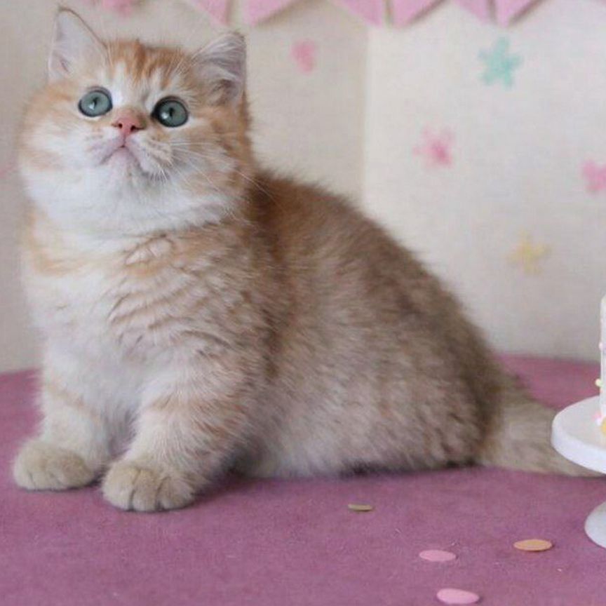 Британский короткошёрстный котёнок
