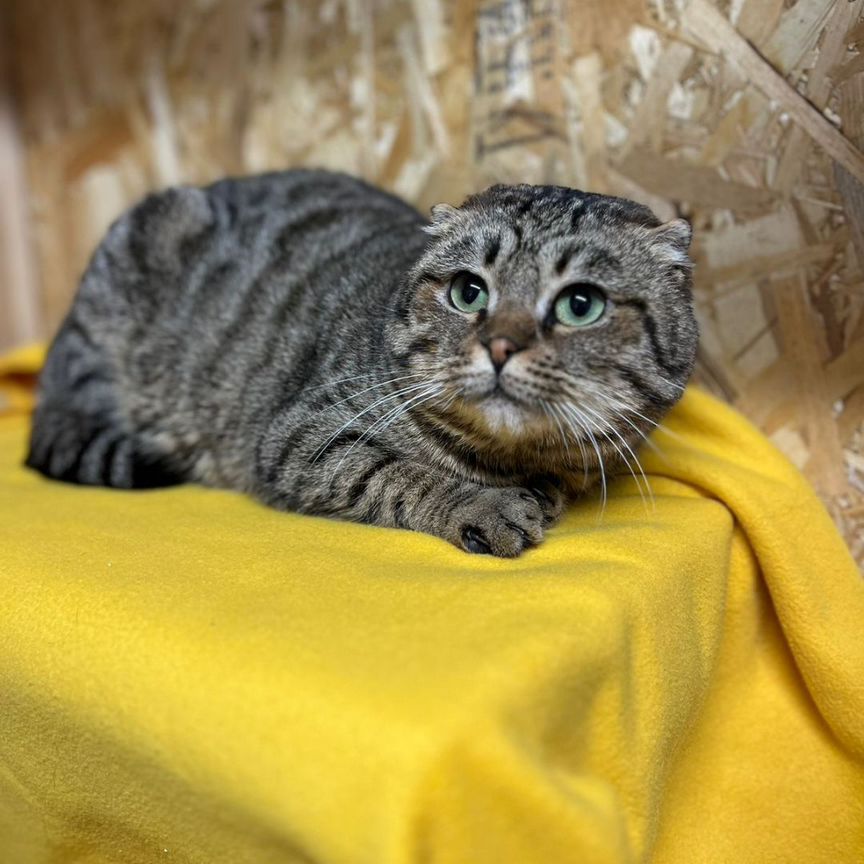 Кошечка Фенечка в добрые ручки