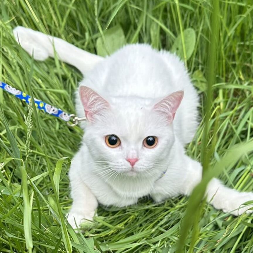 Отдам шотландскую кошку 3 года