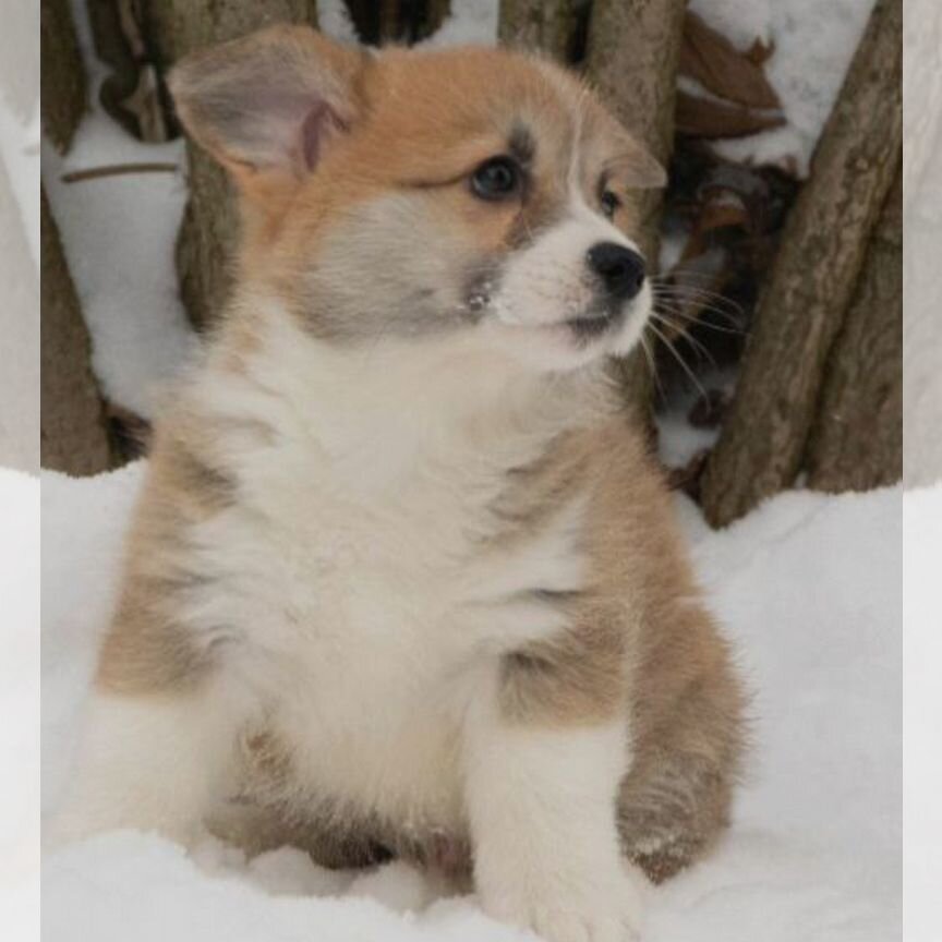 Вельш Корги Пемброк, щенок