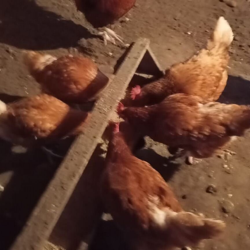 Петух и Куры несушки