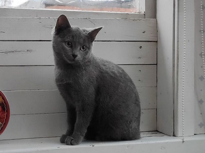 Дымчатый котенок (девочка) Сабина в добрые руки
