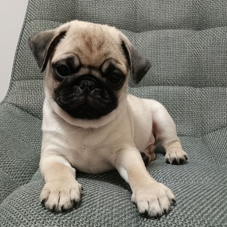 Мопс, щенок