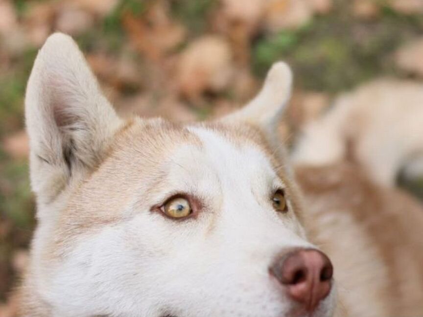Сибирский хаски девочка