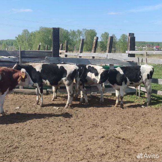 Бычки и быки