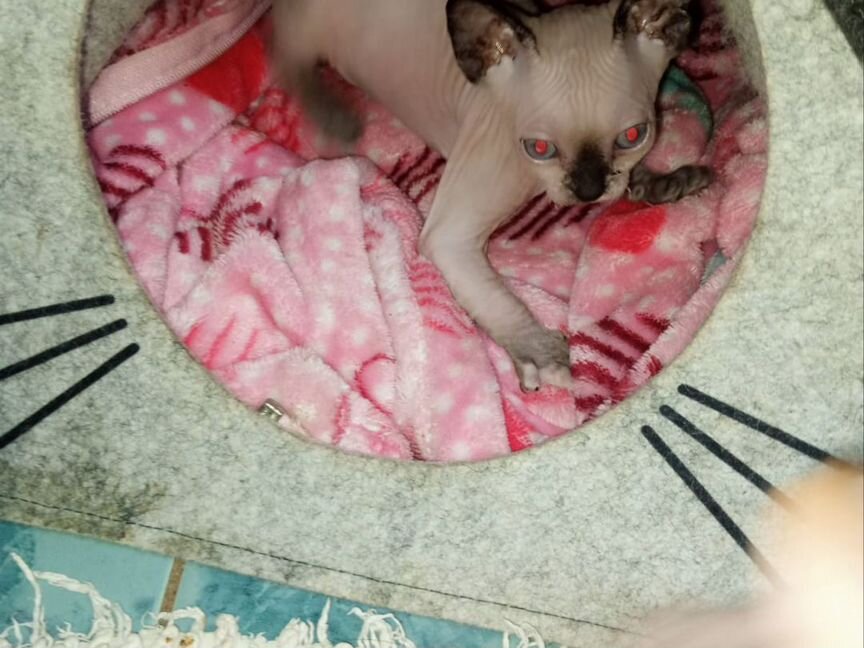 Кошка