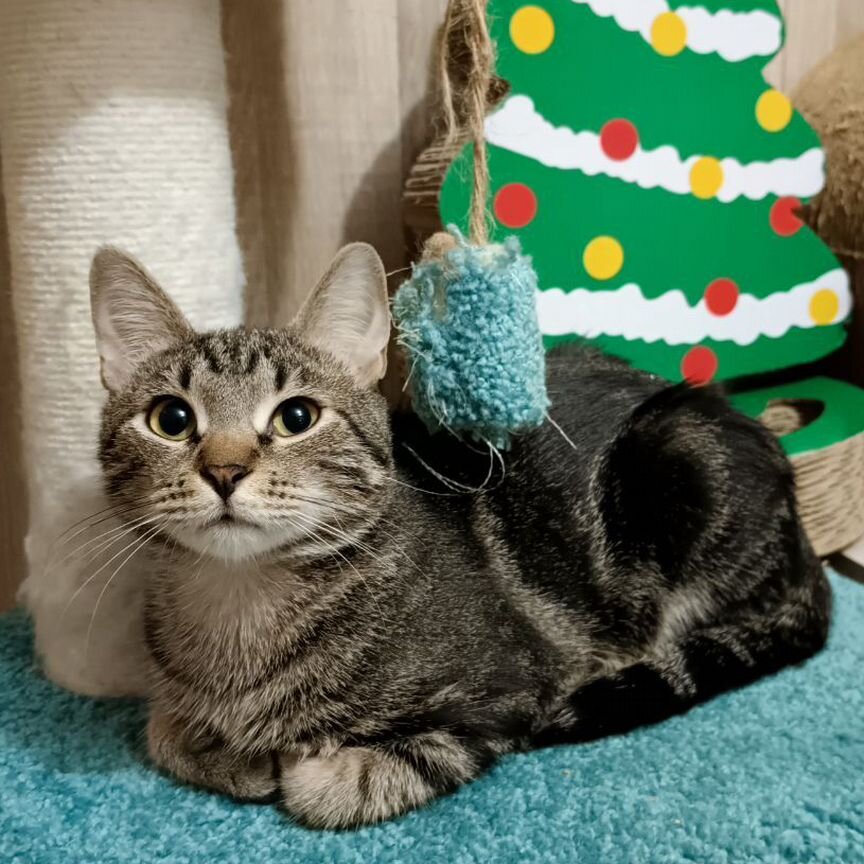 Котенок Баксик в добрые ручки