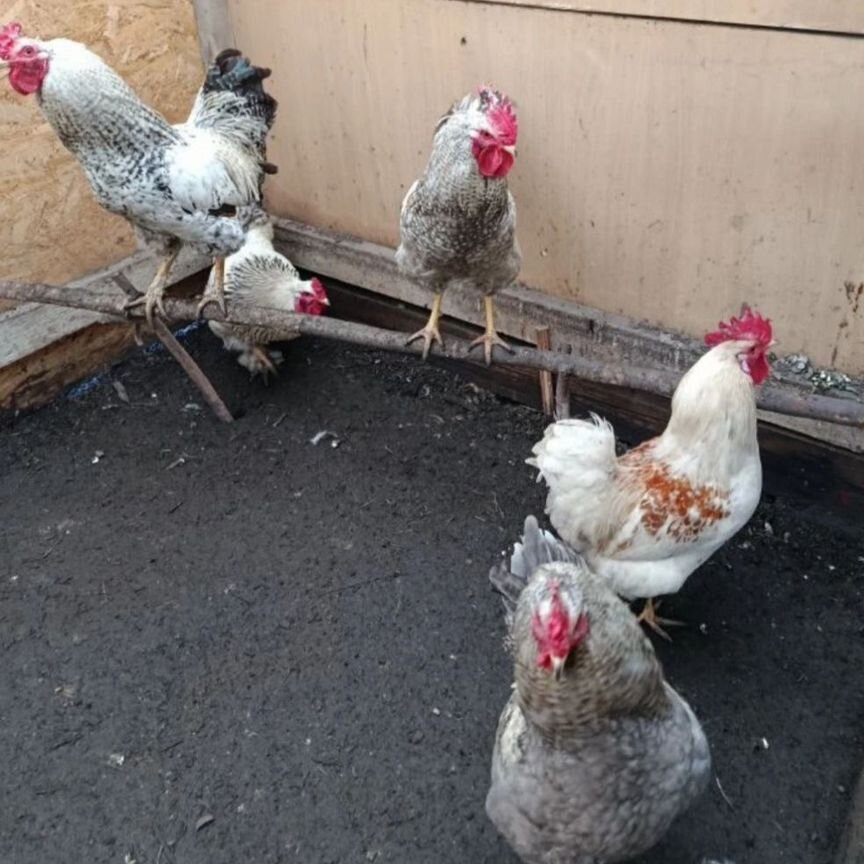 Молодые петухи