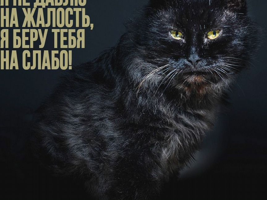 Йоши ищет дом