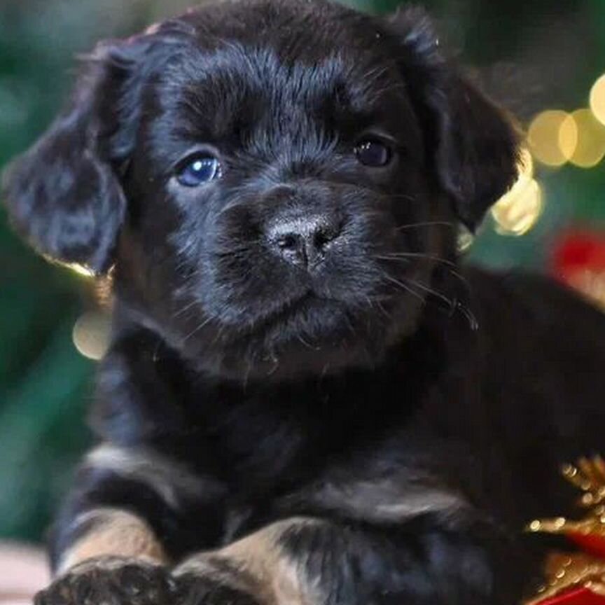 Кавалер кинг-чарльз-спаниель, щенок