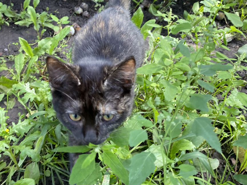 Котенок девочка в добрые руки