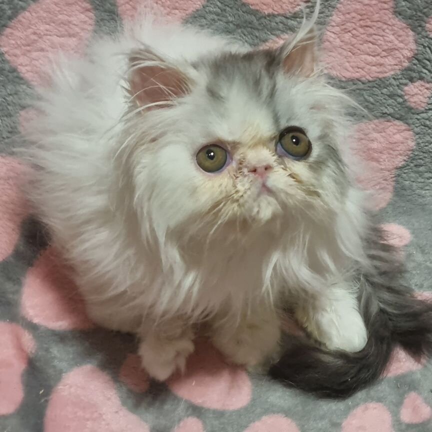 Котик персидский