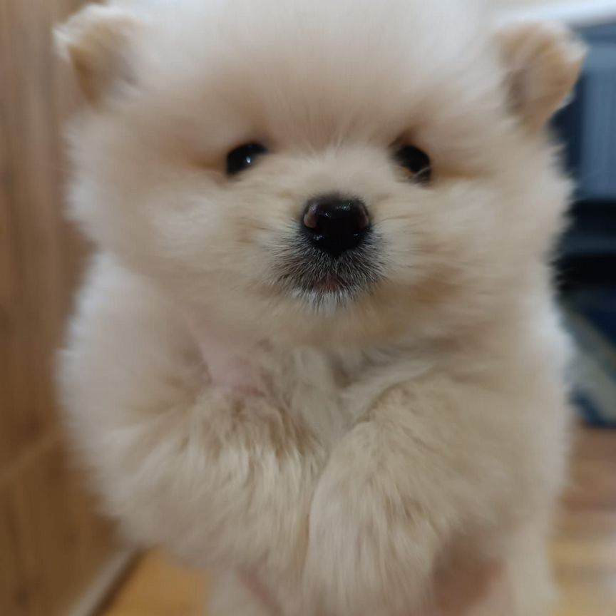 Щенки шпица