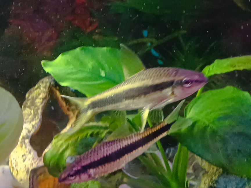 Сиамский водорослеед