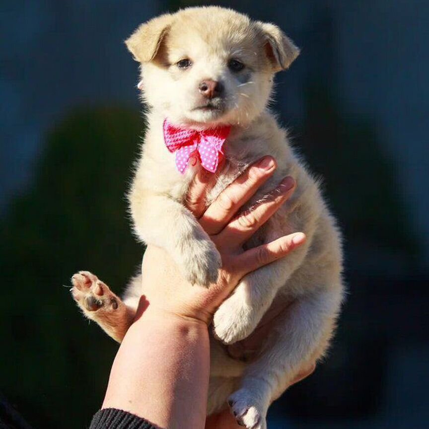 Щенок в добрые руки