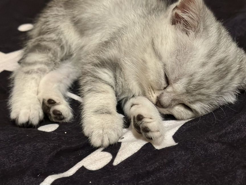 Продам котенка шотландская котенок