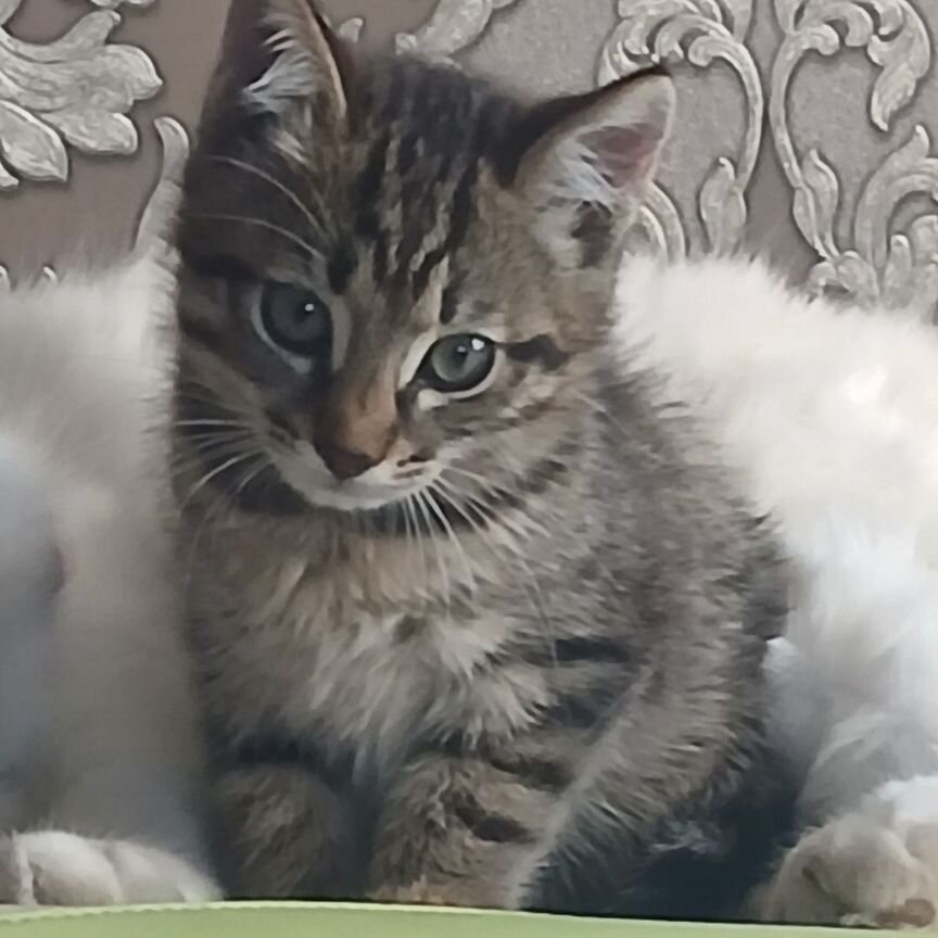 Као-мани котёнок