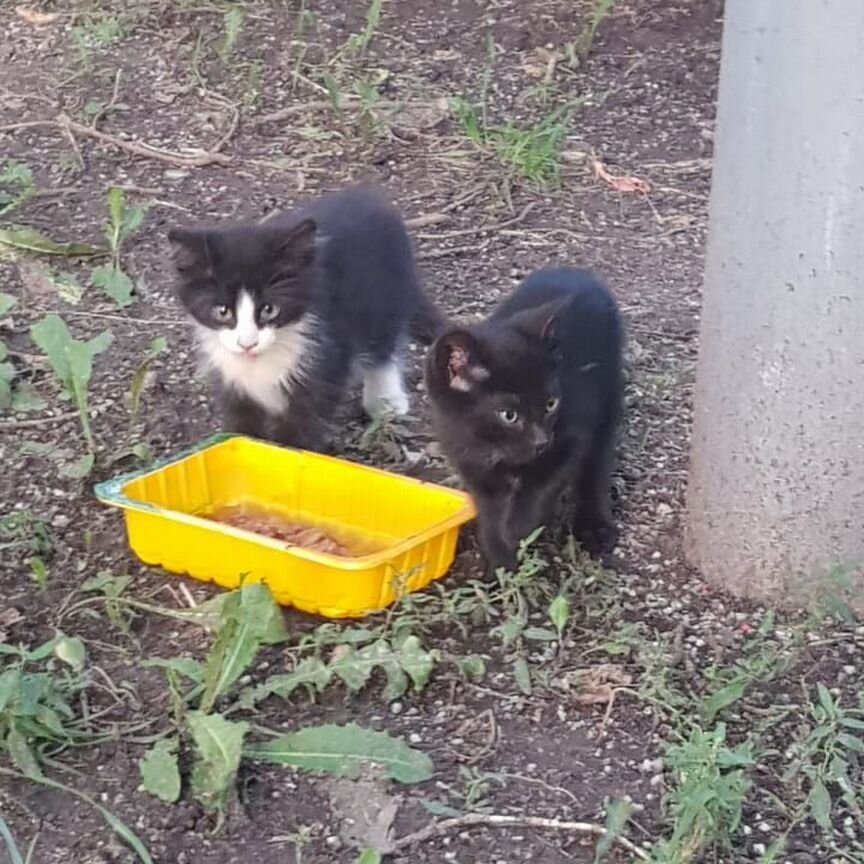 Котята бесплатно